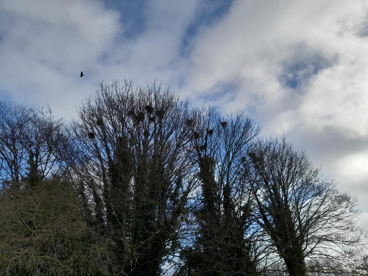 Herts Bird Club | Herts Bird Club Welcome