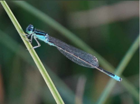 Blue Dragonfly Wildlands Trust — Dragonfly Species Sighting Sets New