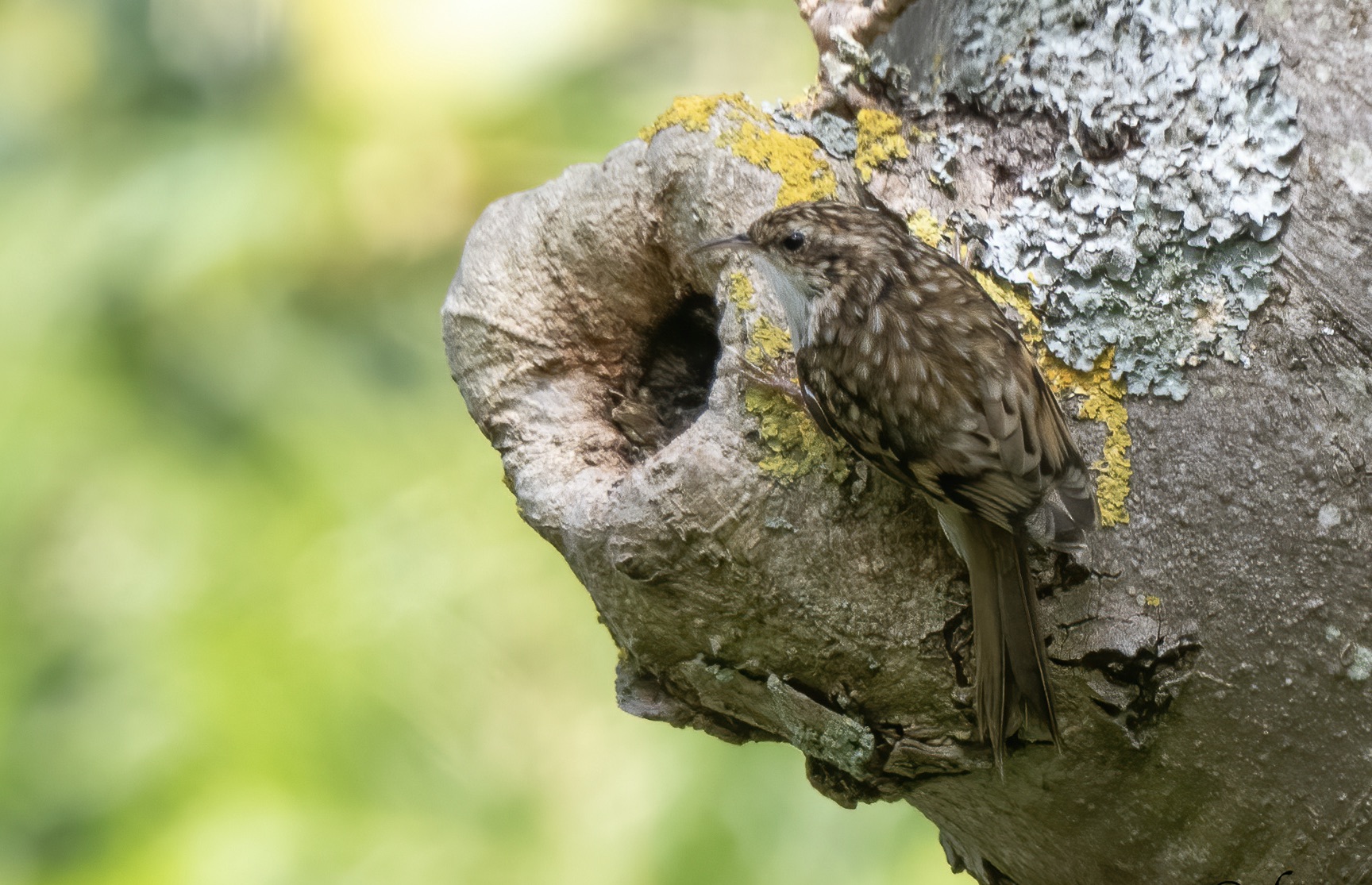 Herts Bird Club | 2022-Treecreeper-Wilstone-CSharp-28Aug