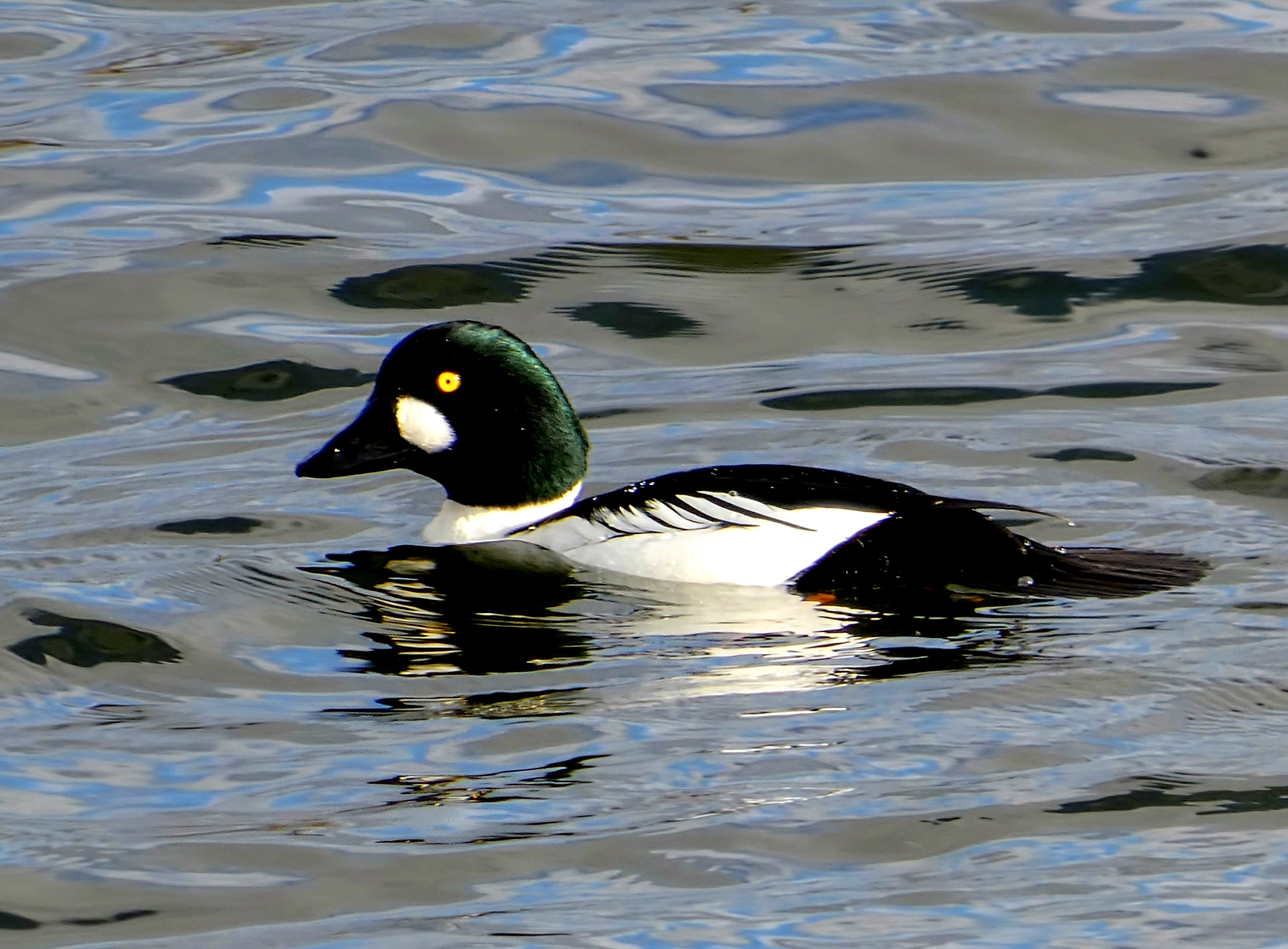 Herts Bird Club | Herts Bird Club Welcome
