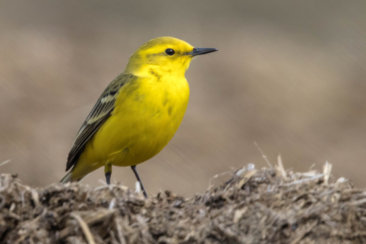Herts Bird Club | 2024-Yellow-Wagtail-Ashwell-MHooper-11Apr