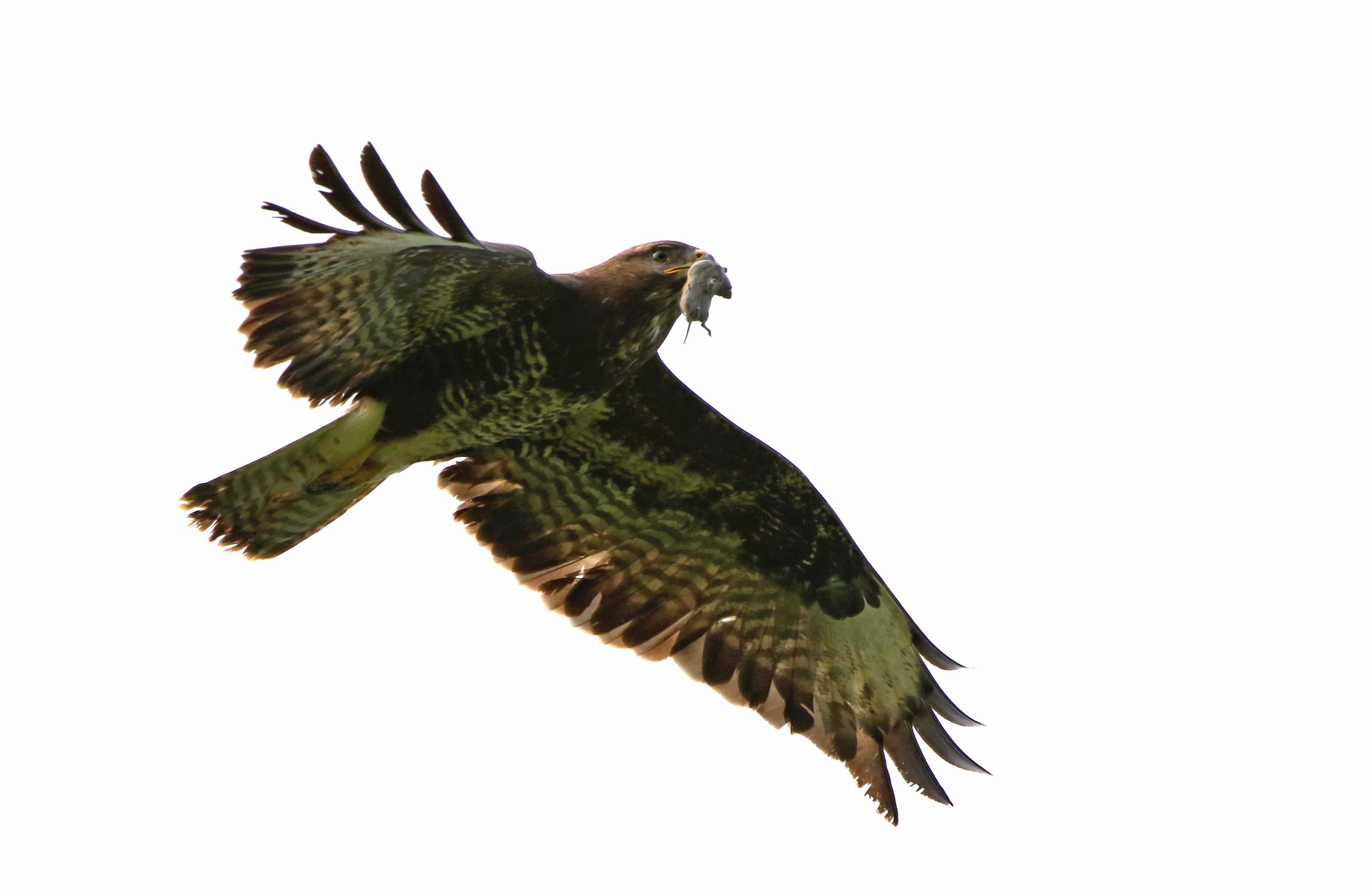 Herts Bird Club | 2020-Buzzard-Panshanger-Park-SFox-7Jul