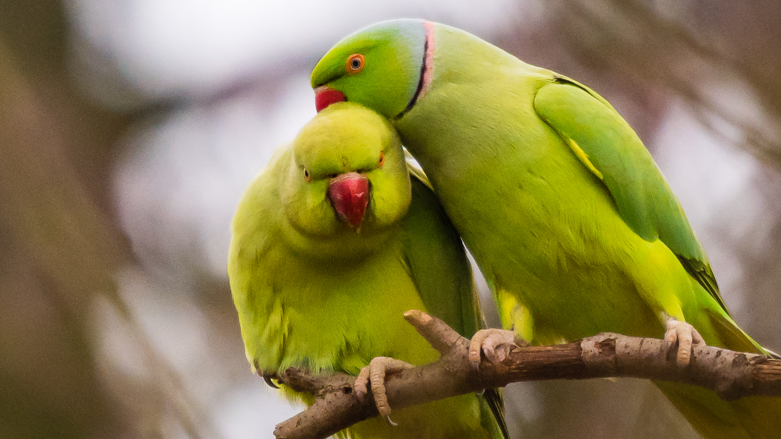 Herts Bird Club | 2023-Ring-necked-Parakeets-Panshanger-ABurrows-28Jan