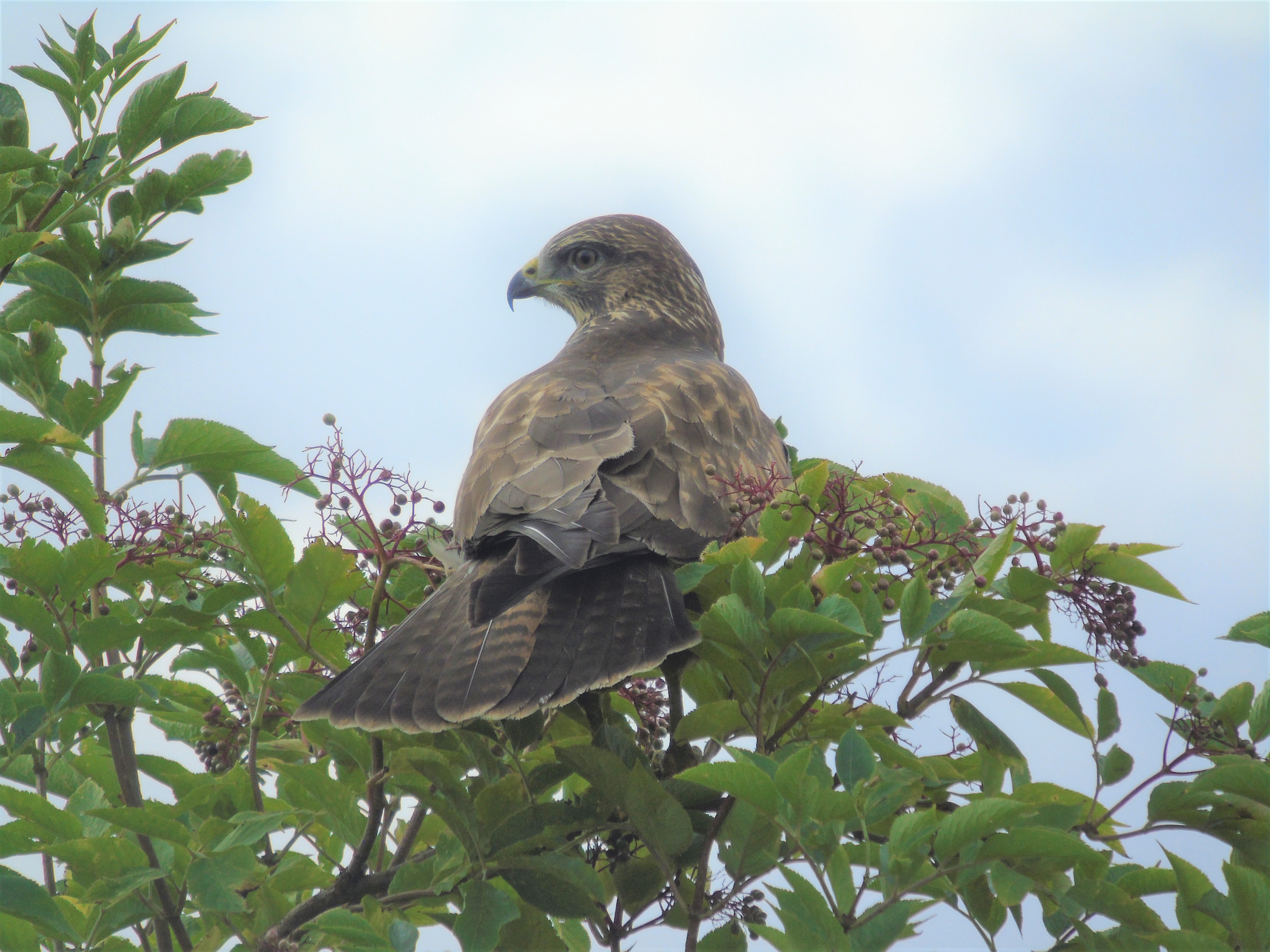 Herts Bird Club | 2020-Buzzard-Norton-Green-LHolland-17Aug