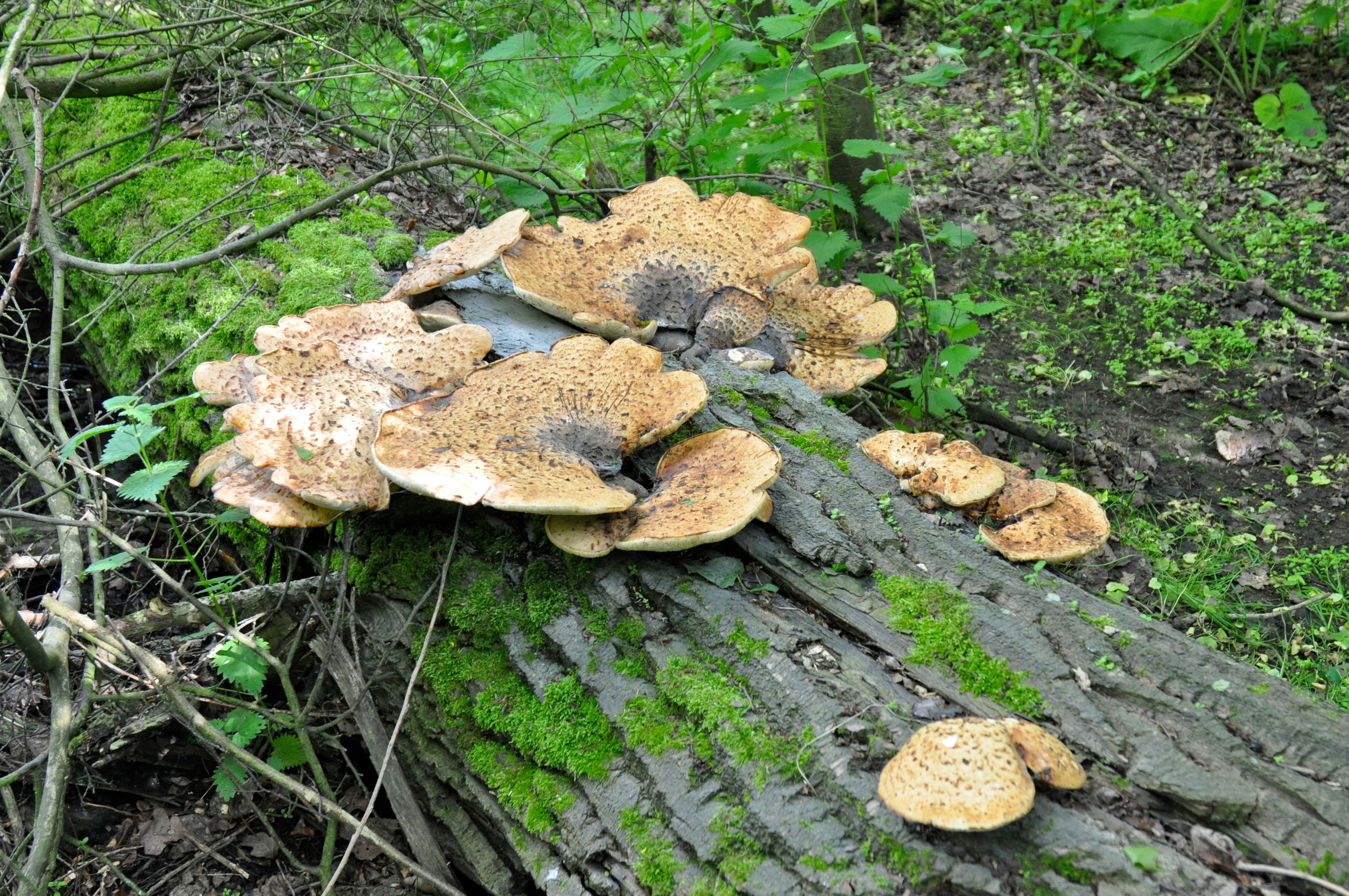 HNHS | Dryad's Saddle