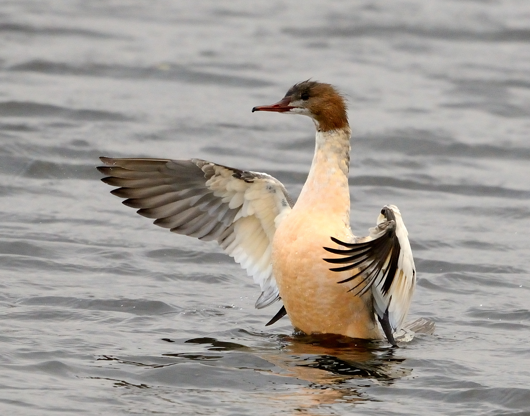 Herts Bird Club | 2020-Goosander-Marsworth-DHutchinson-1Nov