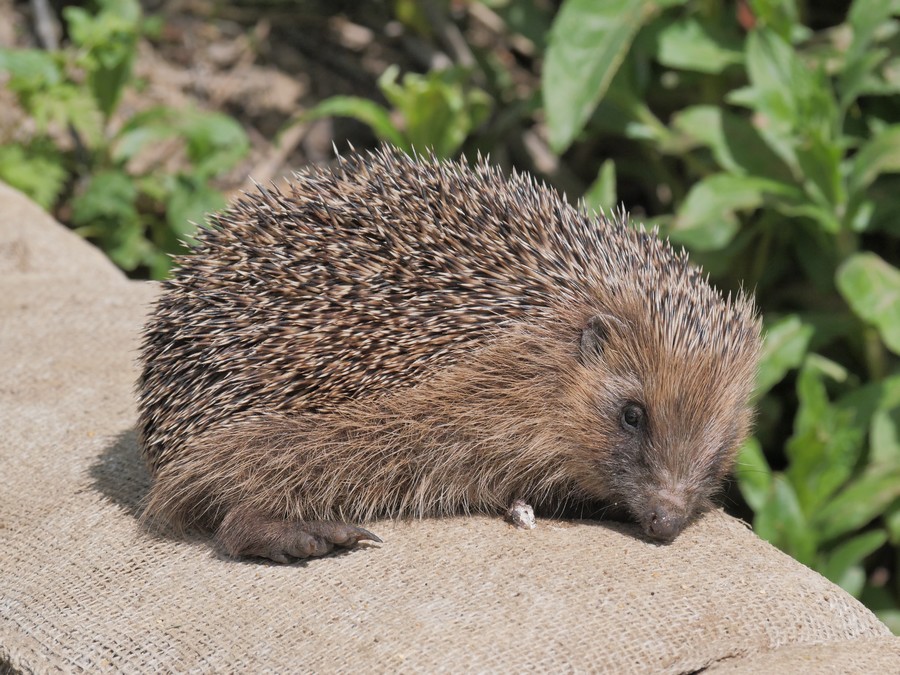 HNHS | Early-afternoon Hedgehog near Aldenham Country Park