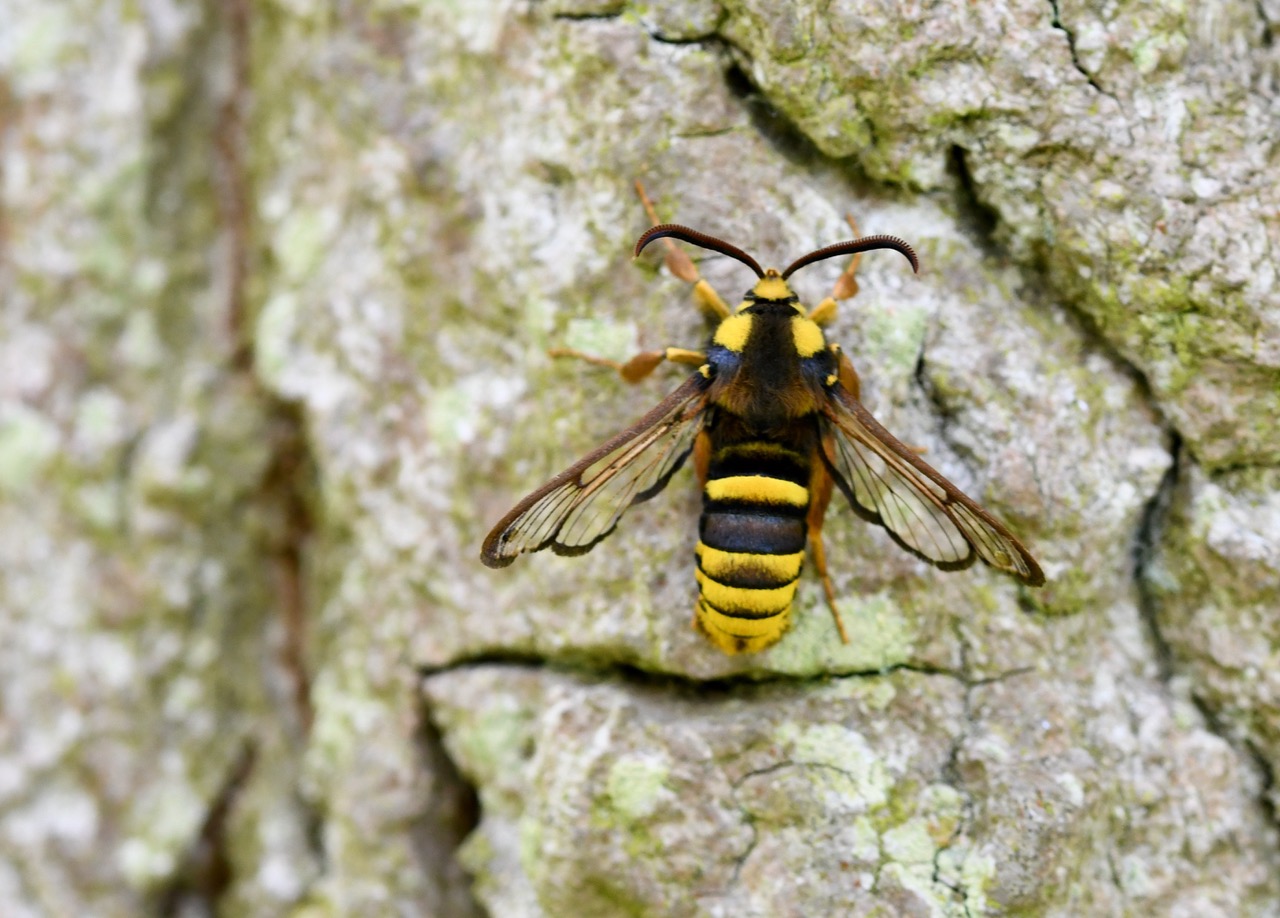 HNHS | Hornet Moth (trapped by lure) resting on Poplar