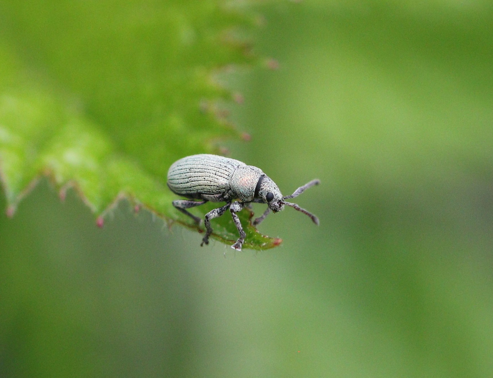 HNHS | Phyllobius sp. at Redbourn