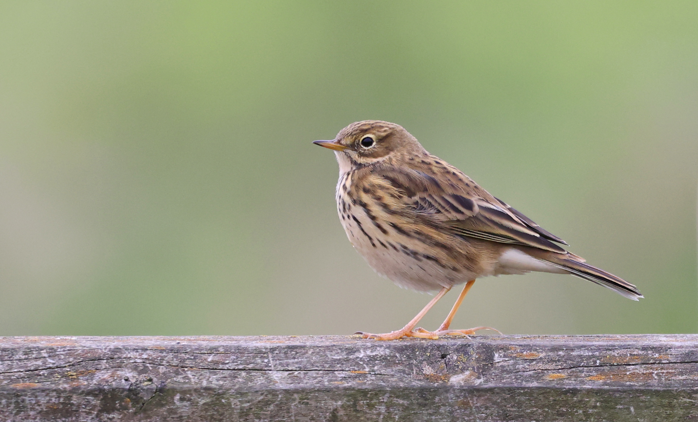 Herts Bird Club | 2021-Meadow-Pipit-Kings-Meads-SFox