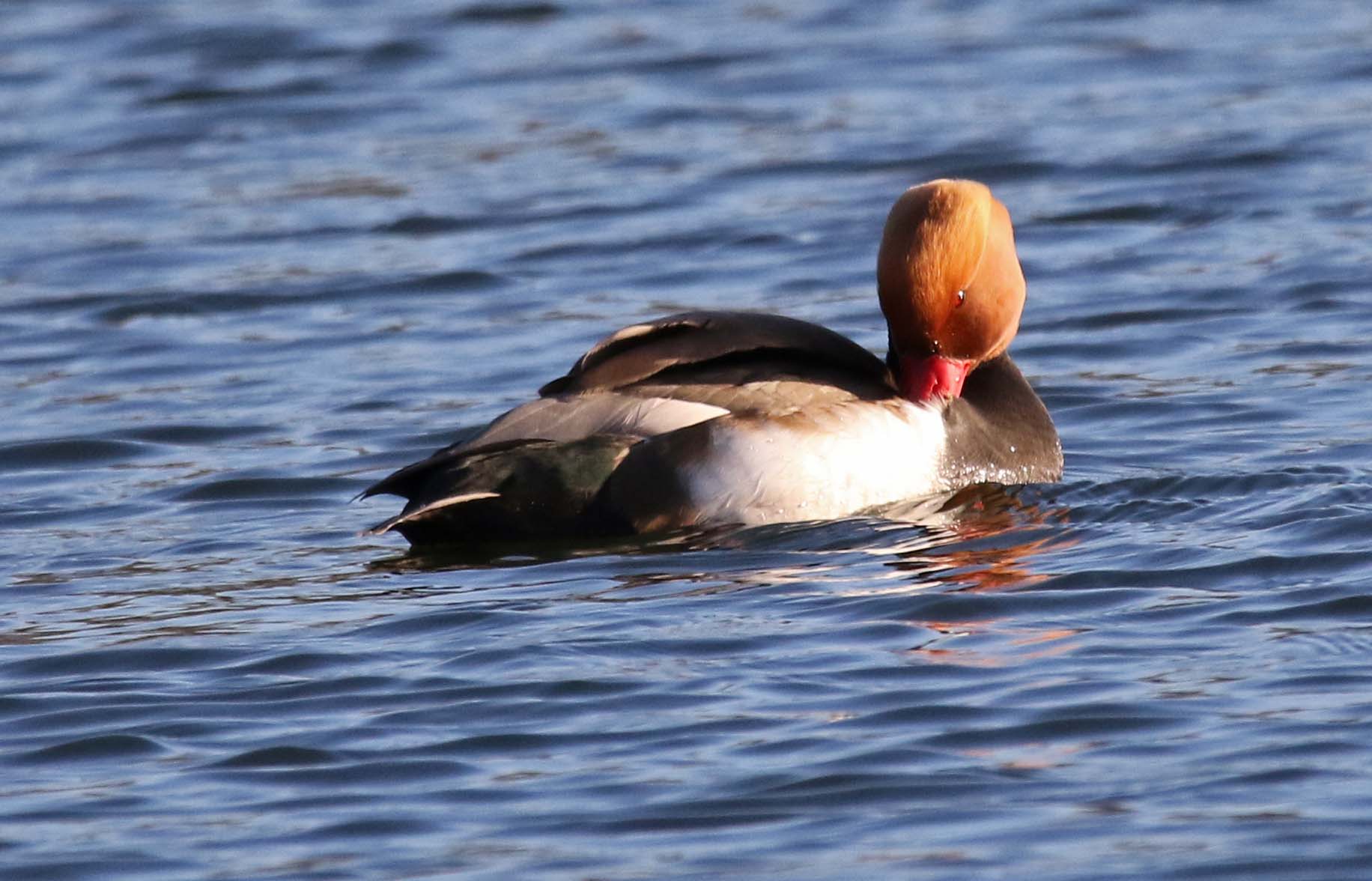 Herts Bird Club | 2020-Red-Crested-Pochard-Amwell-SFox-26Feb