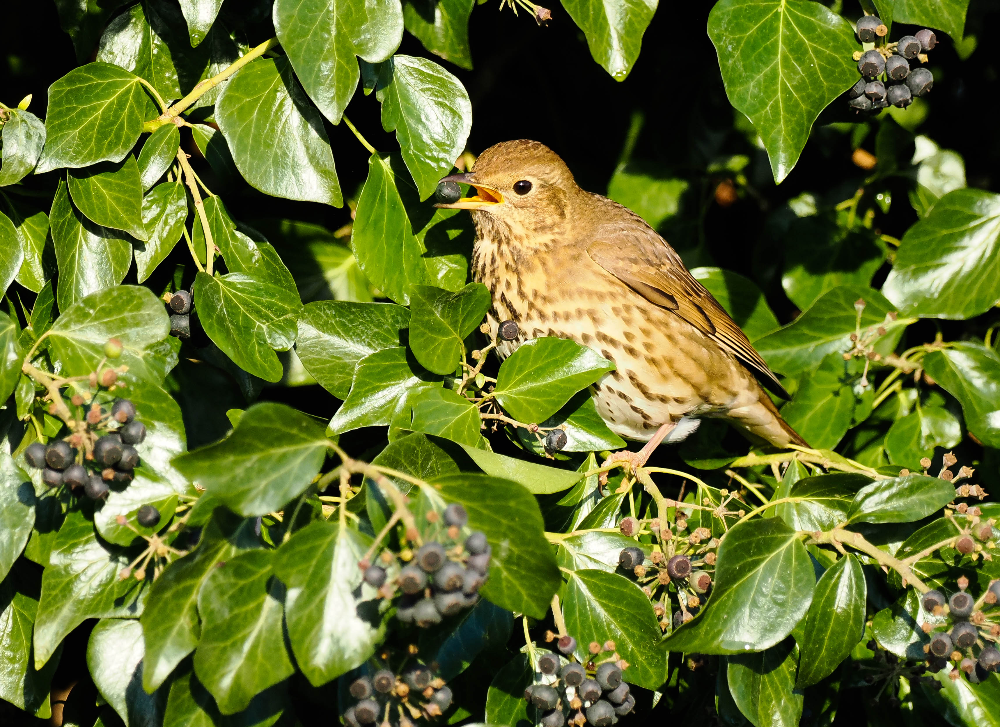 Herts Bird Club | 2022-Song-Thrush-East-Hyde-DGirvan-14Dec