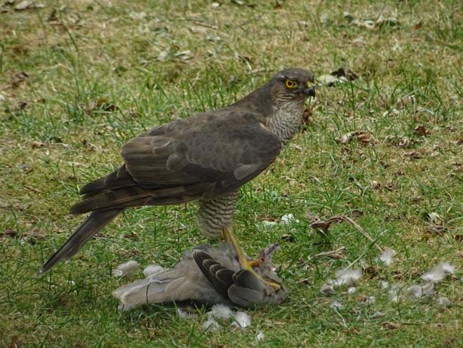 HNHS | Sparrowhawk.jpg