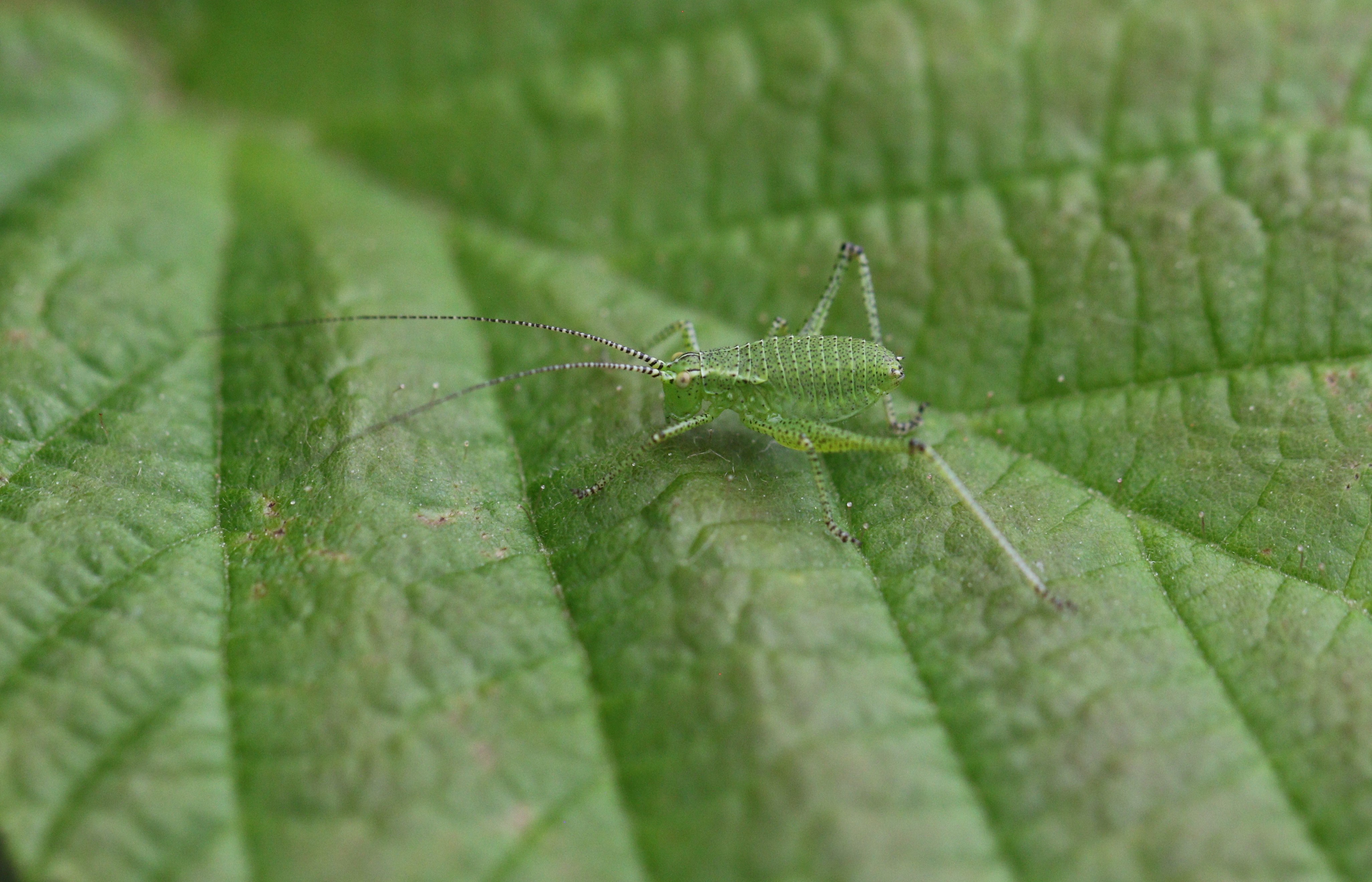 HNHS | Speckled Bush-cricket