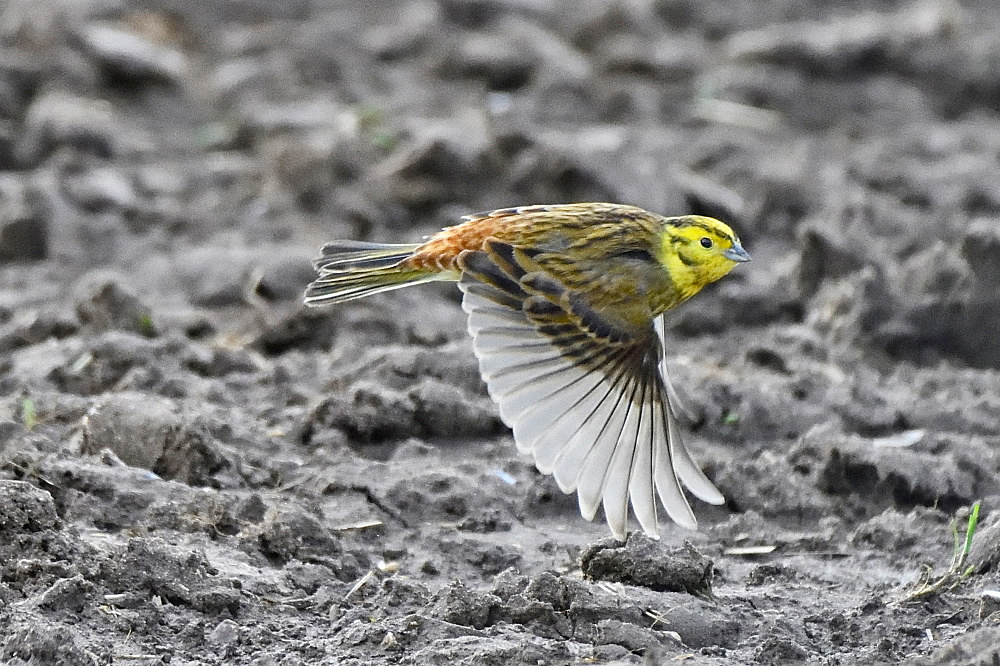 Herts Bird Club | 2020-Yellowhammer-Wallington-ICunningham-4Feb