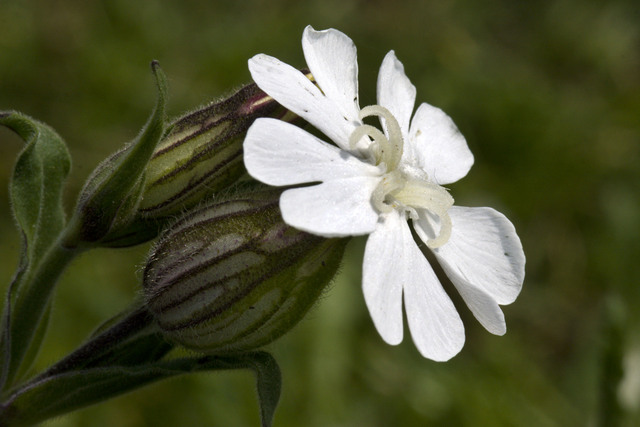 HNHS | White Campion