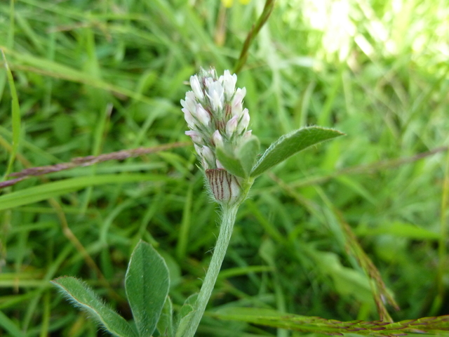 HNHS | Knotted Clover